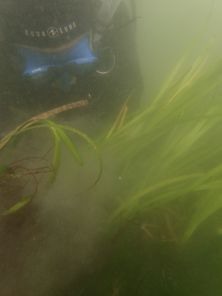 Prop 68 Climate Resilience Miniseries Episode 3: Eelgrass Habitat ...