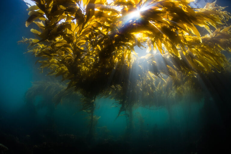 California’s efforts to protect and restore kelp featured in new ...