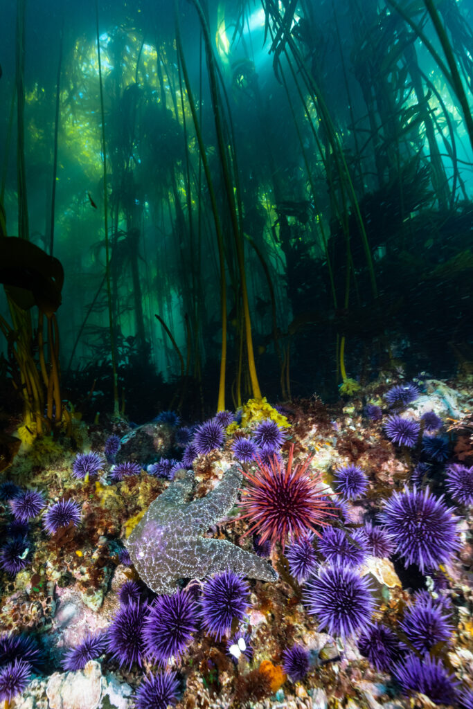 Help the Kelp: How Innovative Science and an Unprecedented New ...