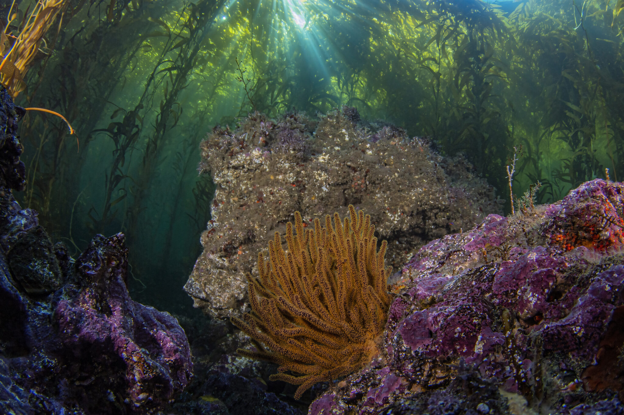 30×30: Conserving 30% of California’s Coastal Waters by 2030 ...